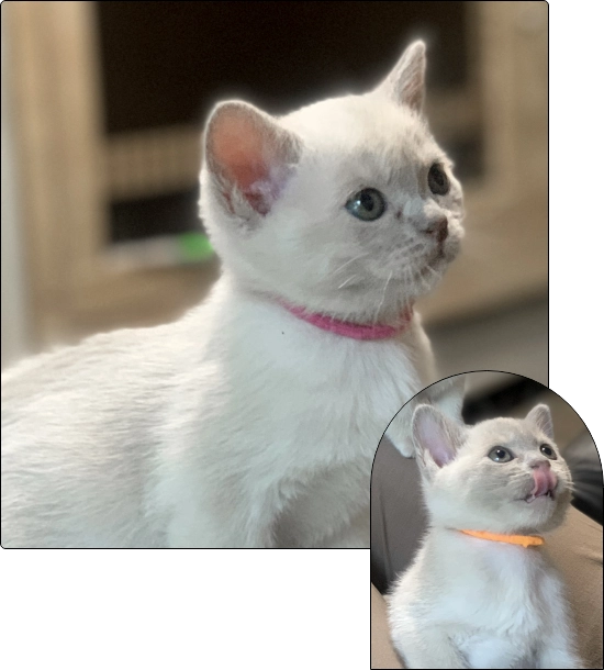 Kittens - Magill Village Vet